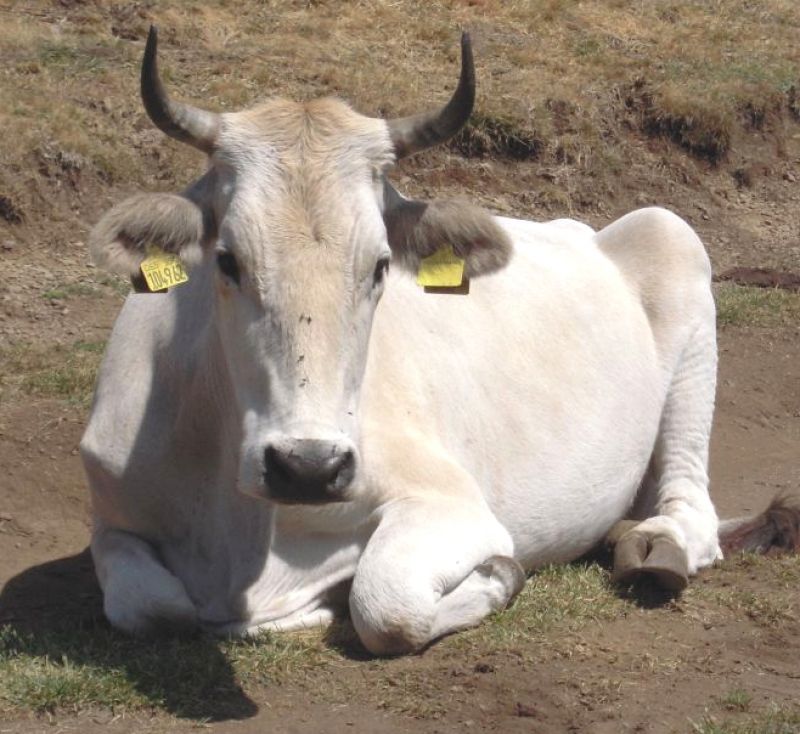 La Vacca Podolica Una Razza Da Carne Da Latte Da Lavoro Il Colore My