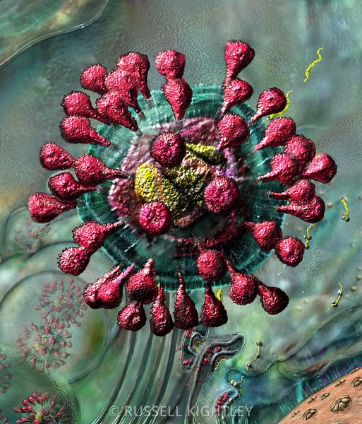 Russell Kightley Scientific Illustrator And Animator Smallpox Virus