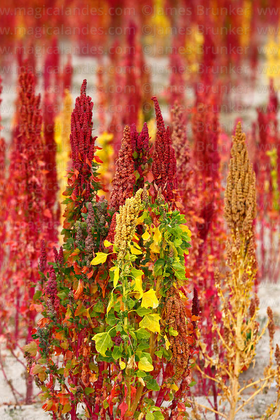 Magical Andes Photography Red And Yellow Royal Quinoa Quinua Real