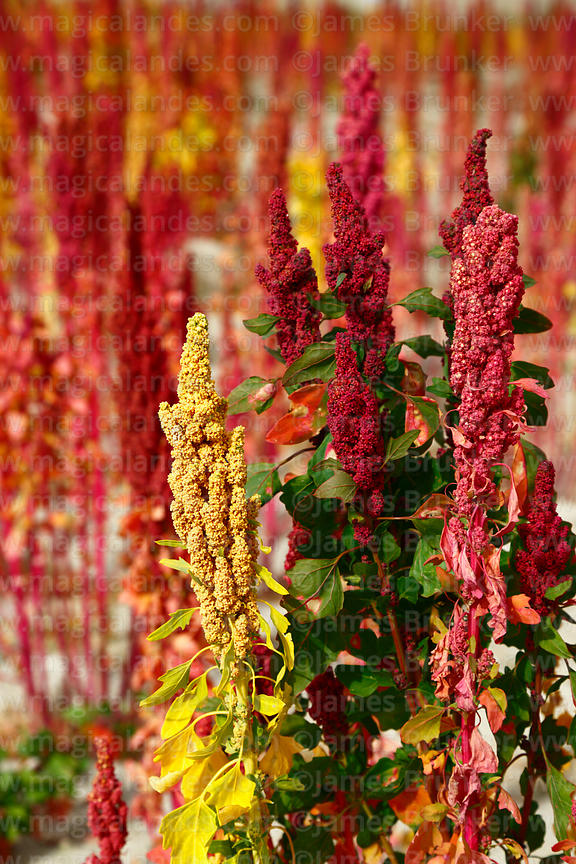 Magical Andes Photography Red And Yellow Royal Quinoa Quinua Real