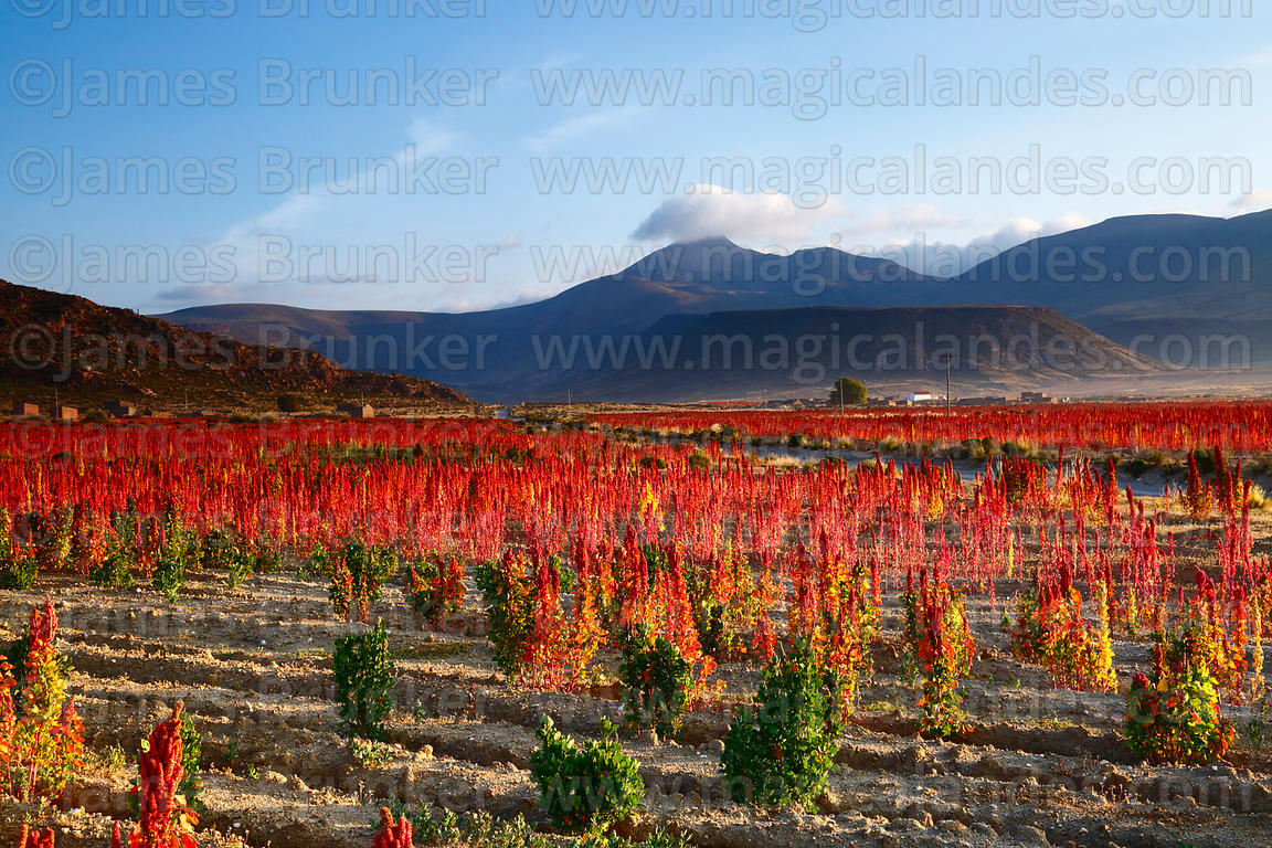 Magical Andes Photography Fields Of Royal Quinoa Quinua Real