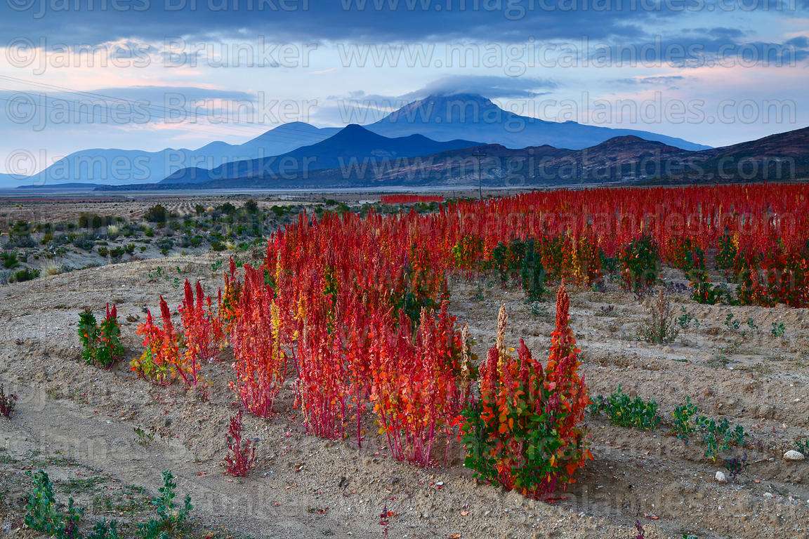 Magical Andes Photography Field Of Royal Quinoa Quinua Real