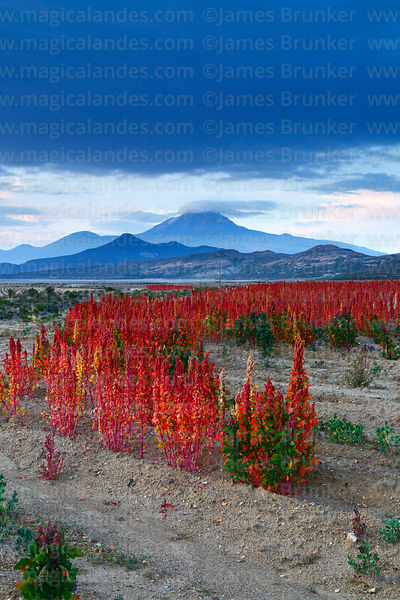 Magical Andes Photography Field Of Royal Quinoa Quinua Real