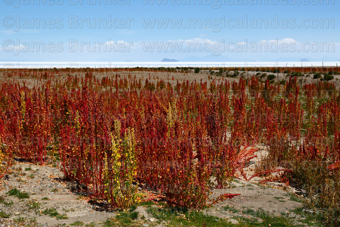 Magical Andes Photography Royal Quinoa Quinua Real Chenopodium