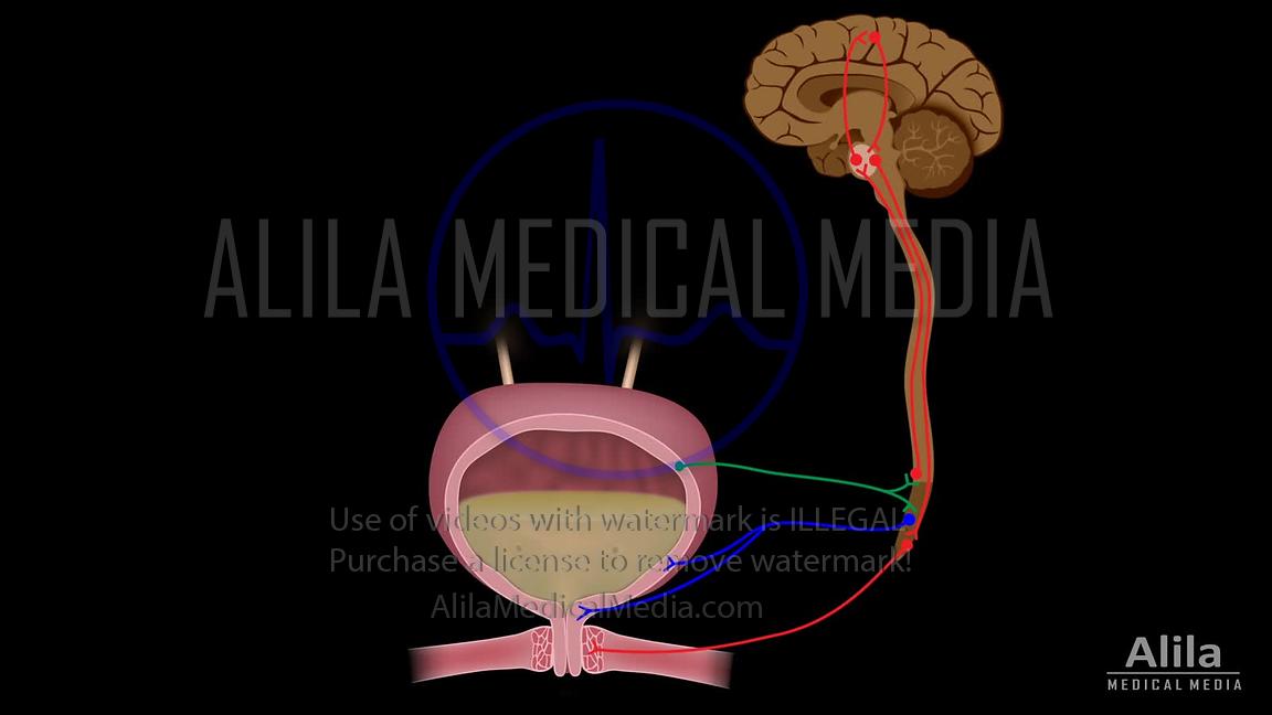 Alila Medical Media Micturition Control Video Medical Animation