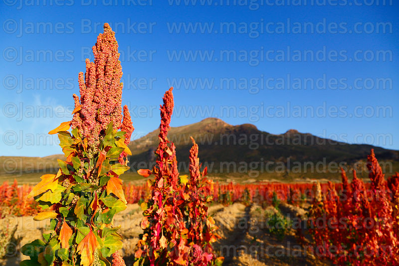 Magical Andes Photography Royal Quinoa Quinua Real Plants