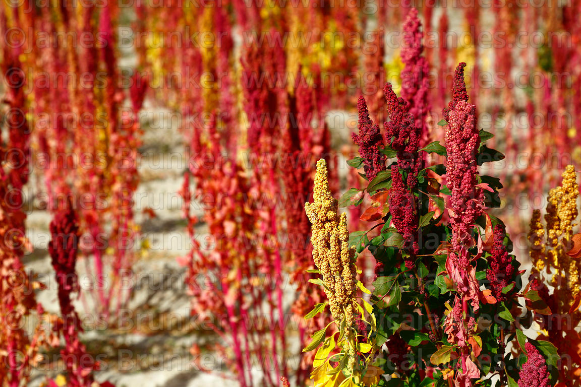 Magical Andes Photography Red And Yellow Royal Quinoa Quinua Real