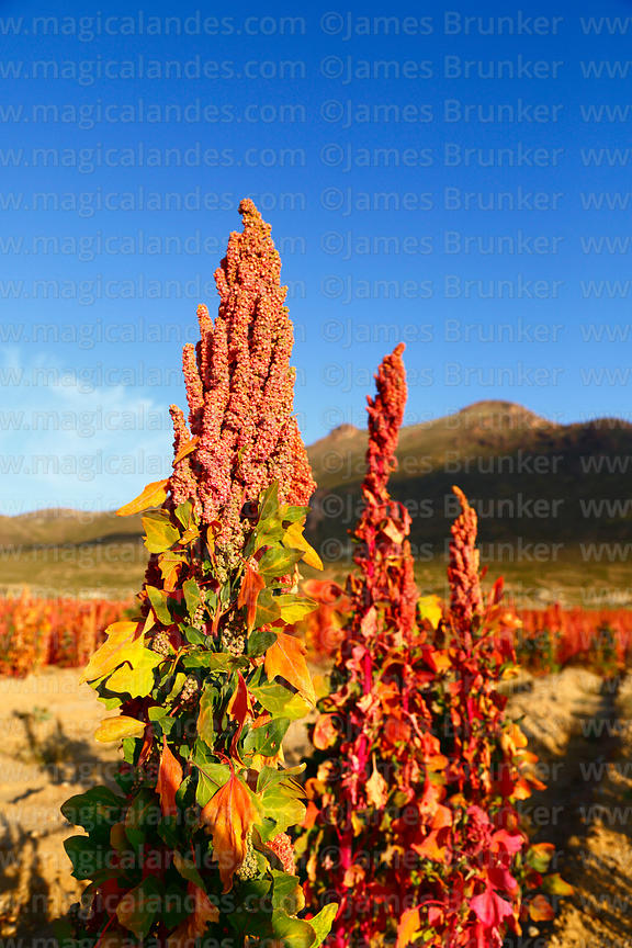 Magical Andes Photography Royal Quinoa Quinua Real Plants