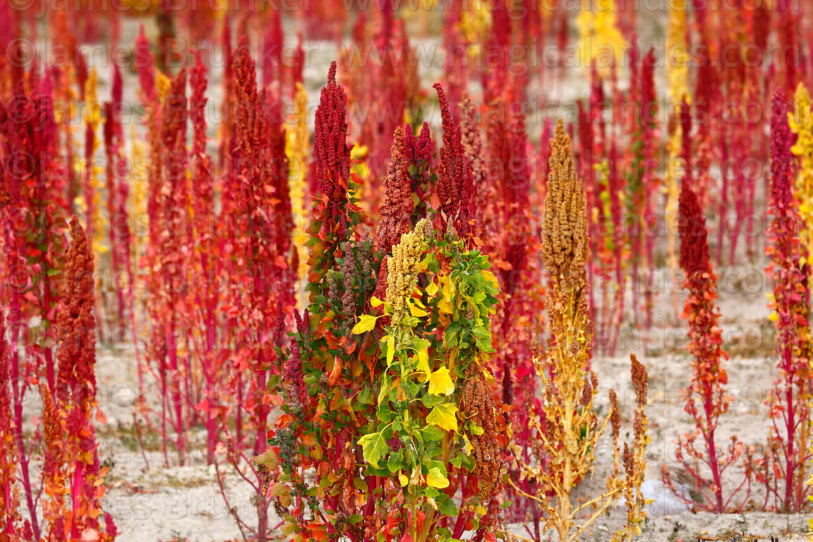 Magical Andes Photography Red And Yellow Royal Quinoa Quinua Real