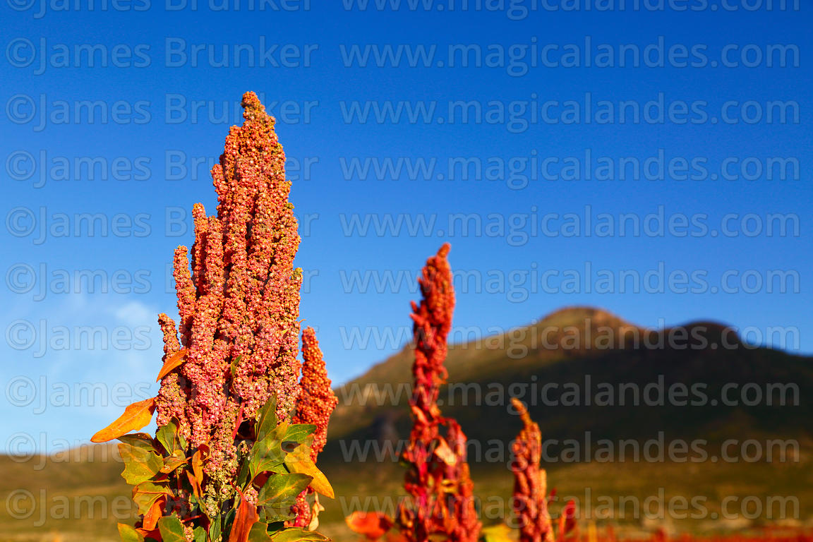 Magical Andes Photography Royal Quinoa Quinua Real Plants