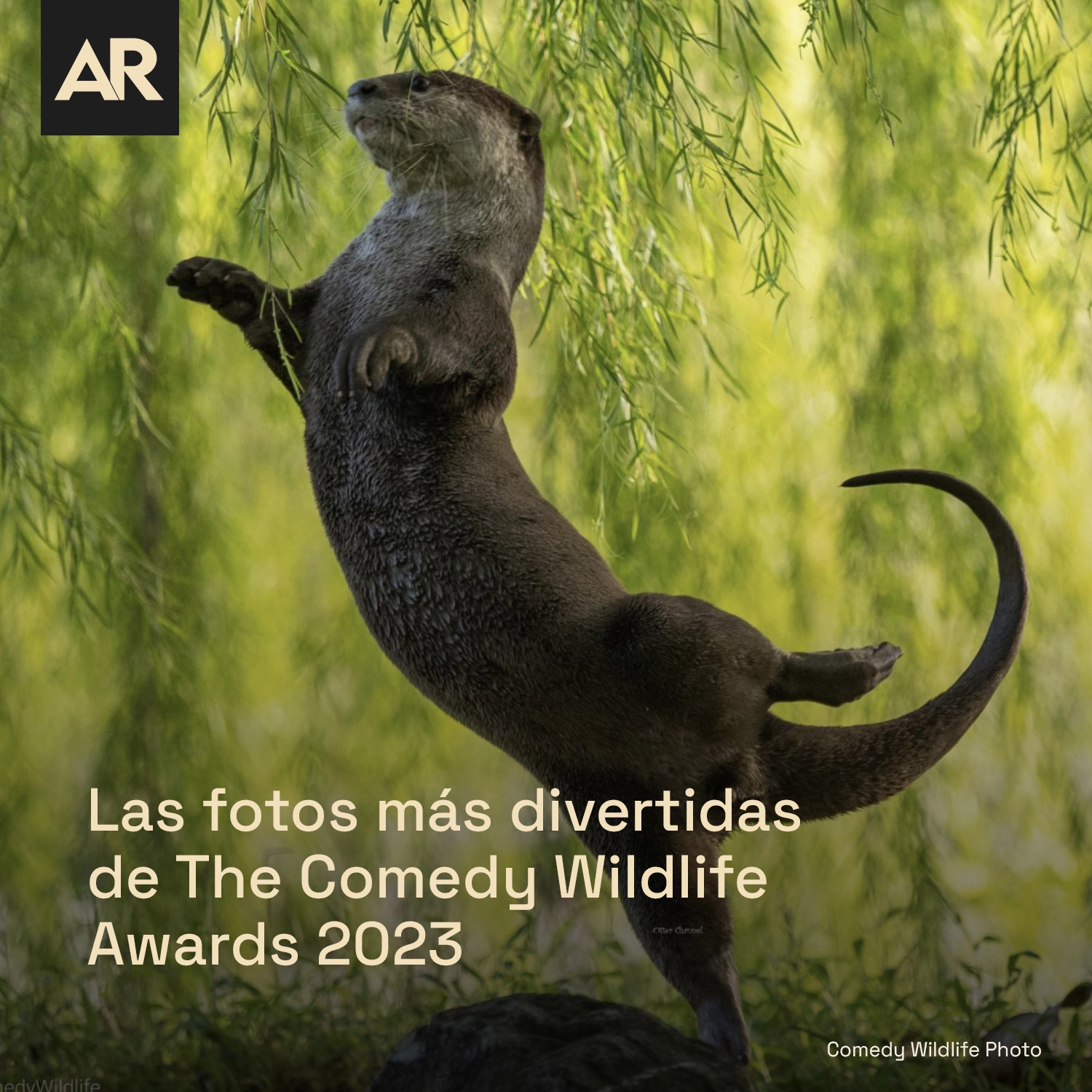 Las Fotos Más Divertidas De The Comedy Wildlife Awards 2023