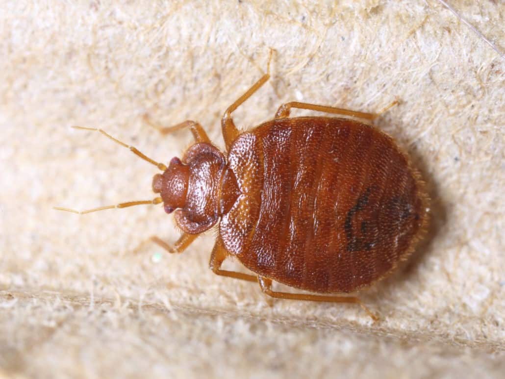 Does Rubbing Alcohol Kill Bed Bugs 2024 Todays Homeowner