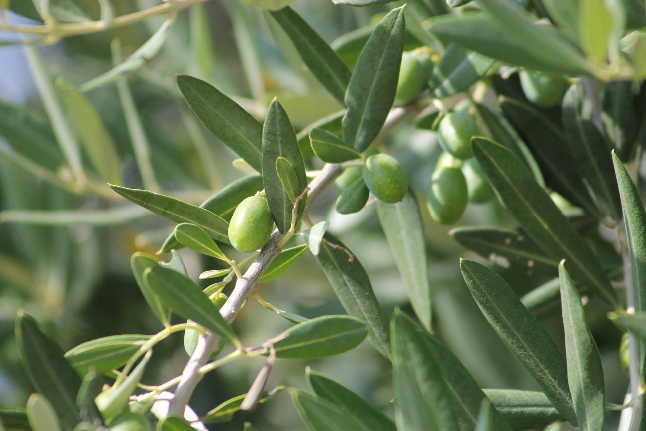 Huesos De Aceituna Para Fabricar Materiales De Construcción