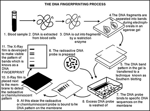 Dna Fingerprinting Process In Steps