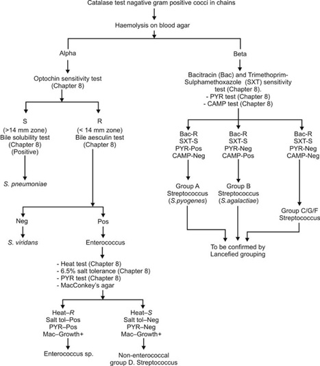 Gram Negative Cocci Flow Chart