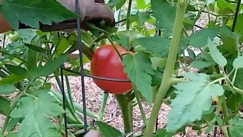 Tomato Pruning In Four Simple Steps Fine Gardening