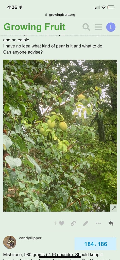 Pear Problem General Fruit Growing Growing Fruit