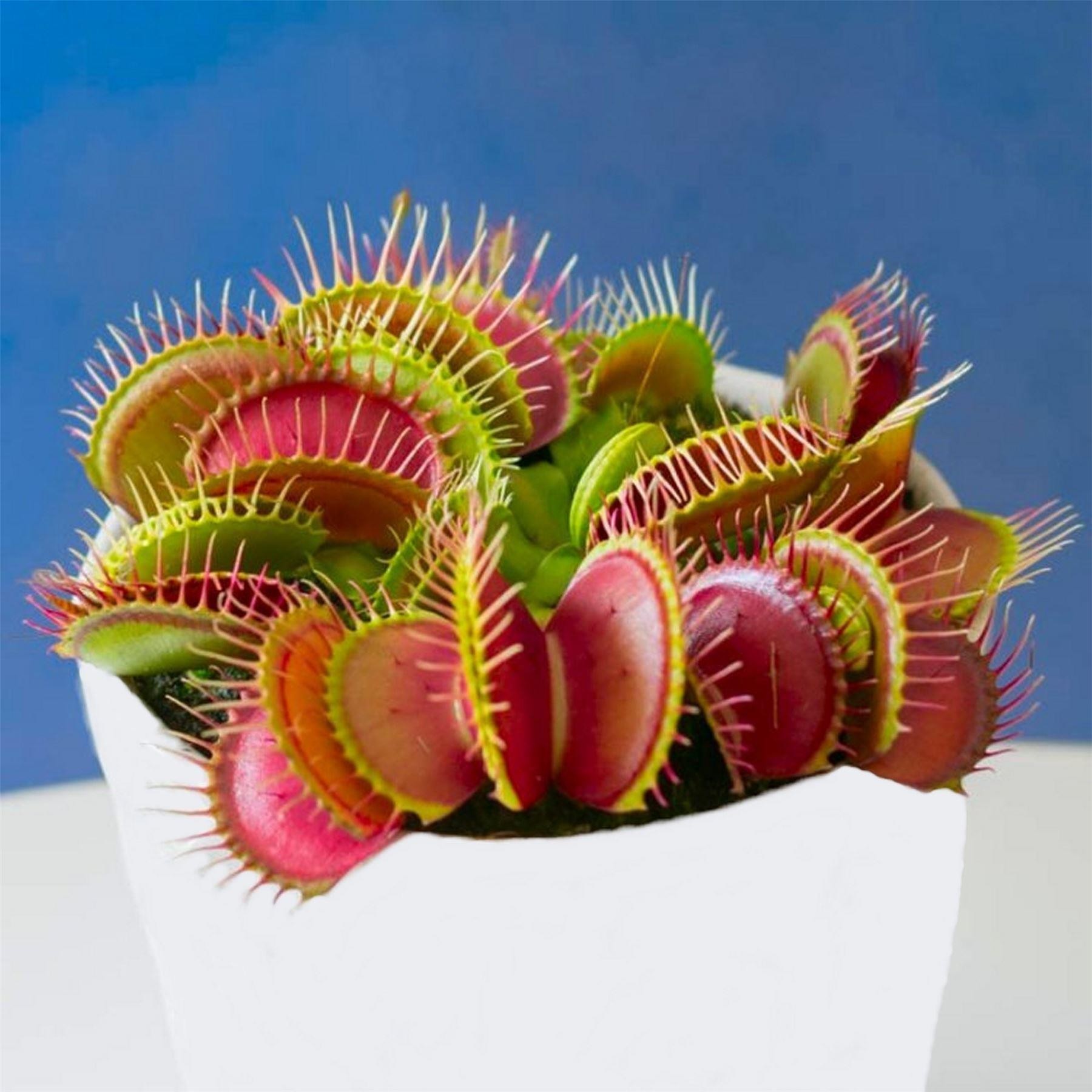 Venus Fly Trap Dionaea Muscipula Carnivorous Plant Garden Plants