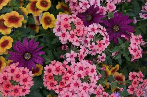 Tips On Fertilizing Your Flowers Fertilizer Gardening Blooming Secrets