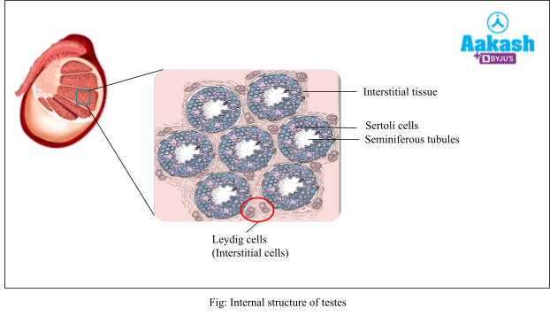 Testis Structure Hormones And Functions Aesl