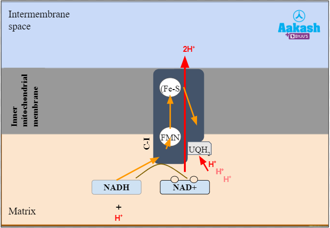 Electron Transport Chain Diagram And Oxidative Phosphorylation Aesl