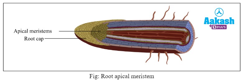 Meristematic Tissue In Biology Definition Types And Importance Aesl