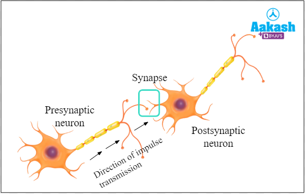 Conduction Of Nerve Impulse In Biology Definition Types And