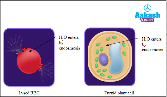 Difference Between Endosmosis And Exosmosis In Biology Definition