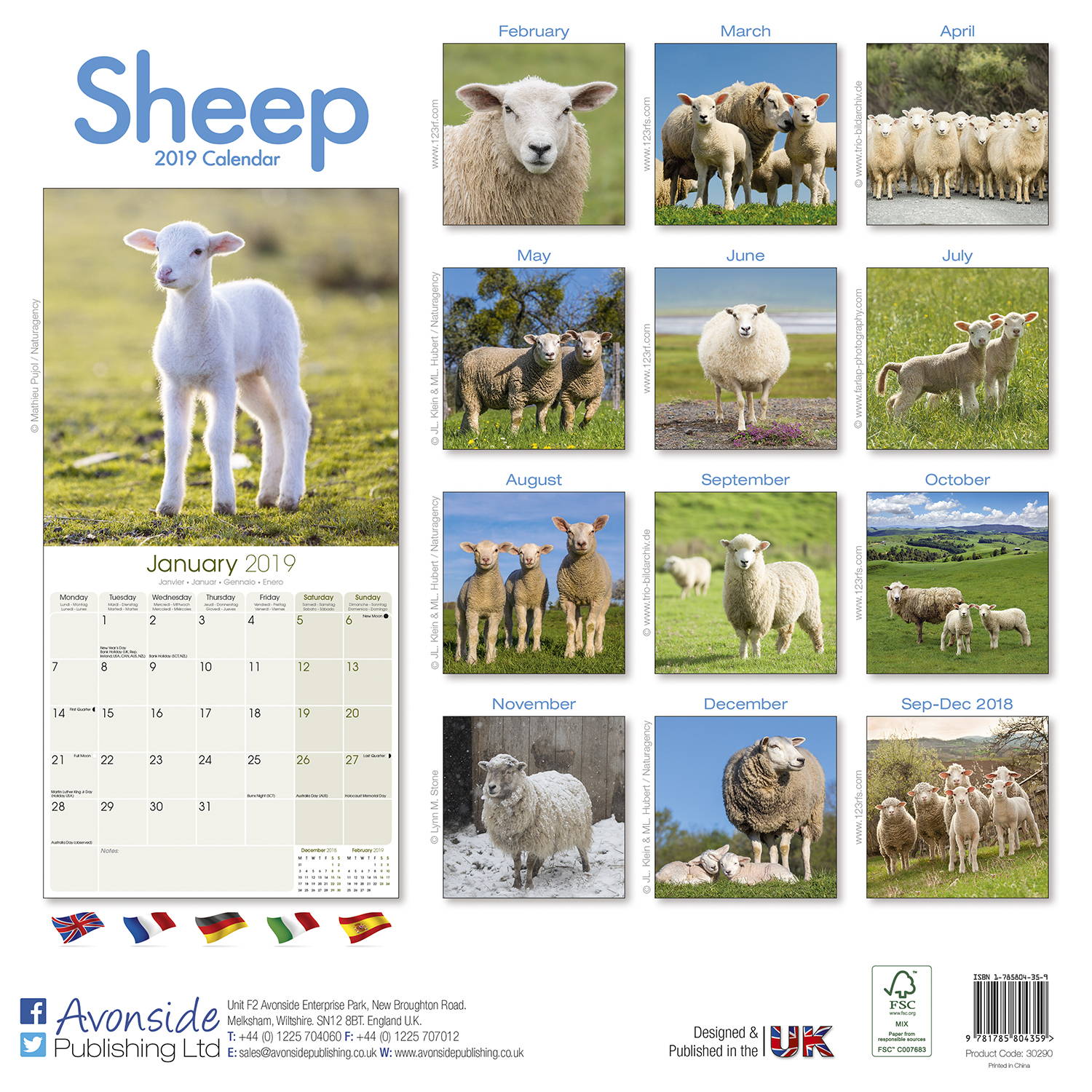 Sheep Calendar Animal Calendars Megacalendars