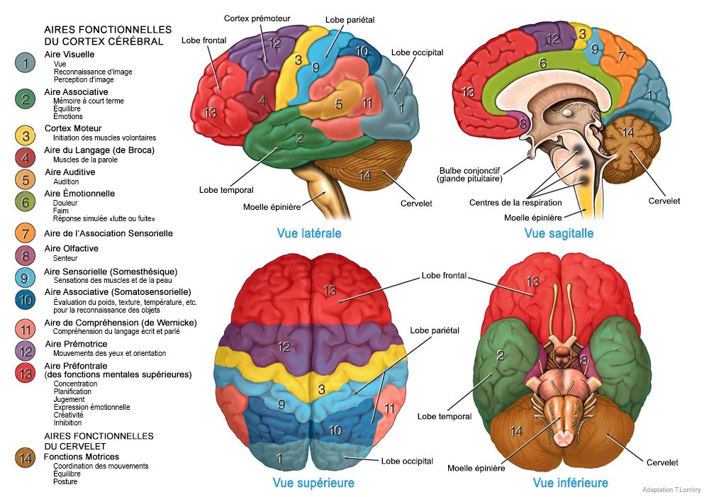 Cerveau Cerveau Définition Et Explications