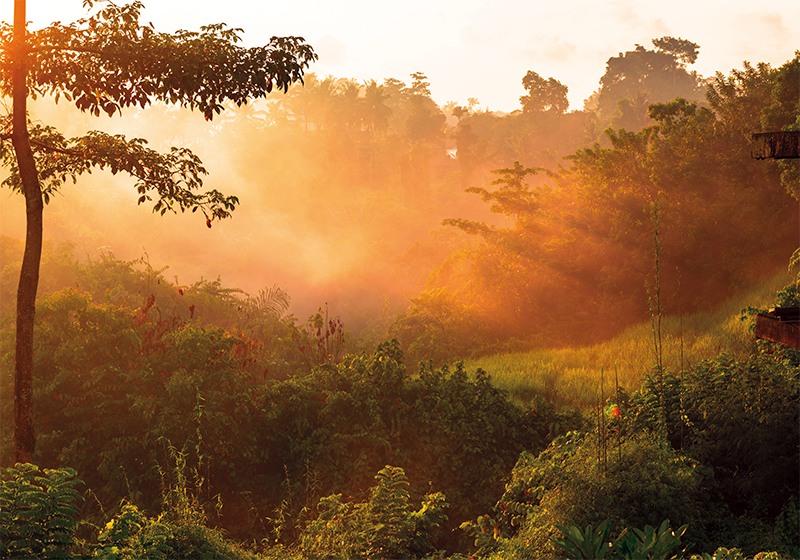 Fotomural Bosque Amanecer Sobre La Jungla Tenvinilo