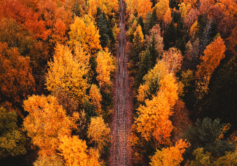 Fotomural Bosque Foto Aérea árboles Forestales Tenvinilo