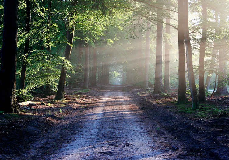 Fotomural Bosque Paisaje Forestal Con Flash Tenvinilo