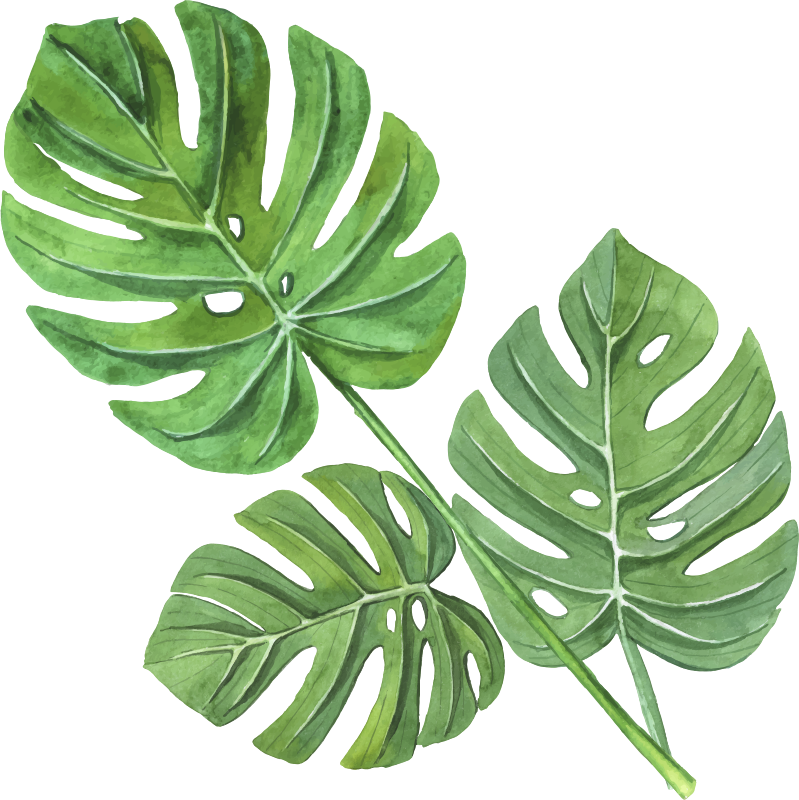 Plantas Vinil Folhas De Aquarela Monstera Tenstickers