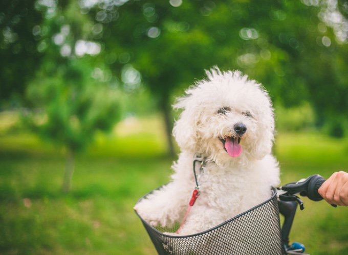 5 Of The Most Obedient Dog Breeds Yummypets