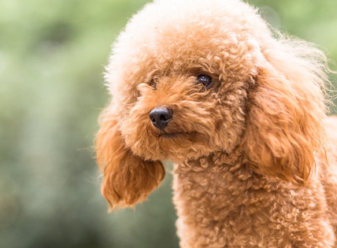 5 Of The Most Obedient Dog Breeds Yummypets