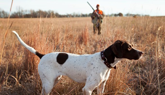 États Unis Un Chasseur Tué Par Balle Par Un Chien Yummypets