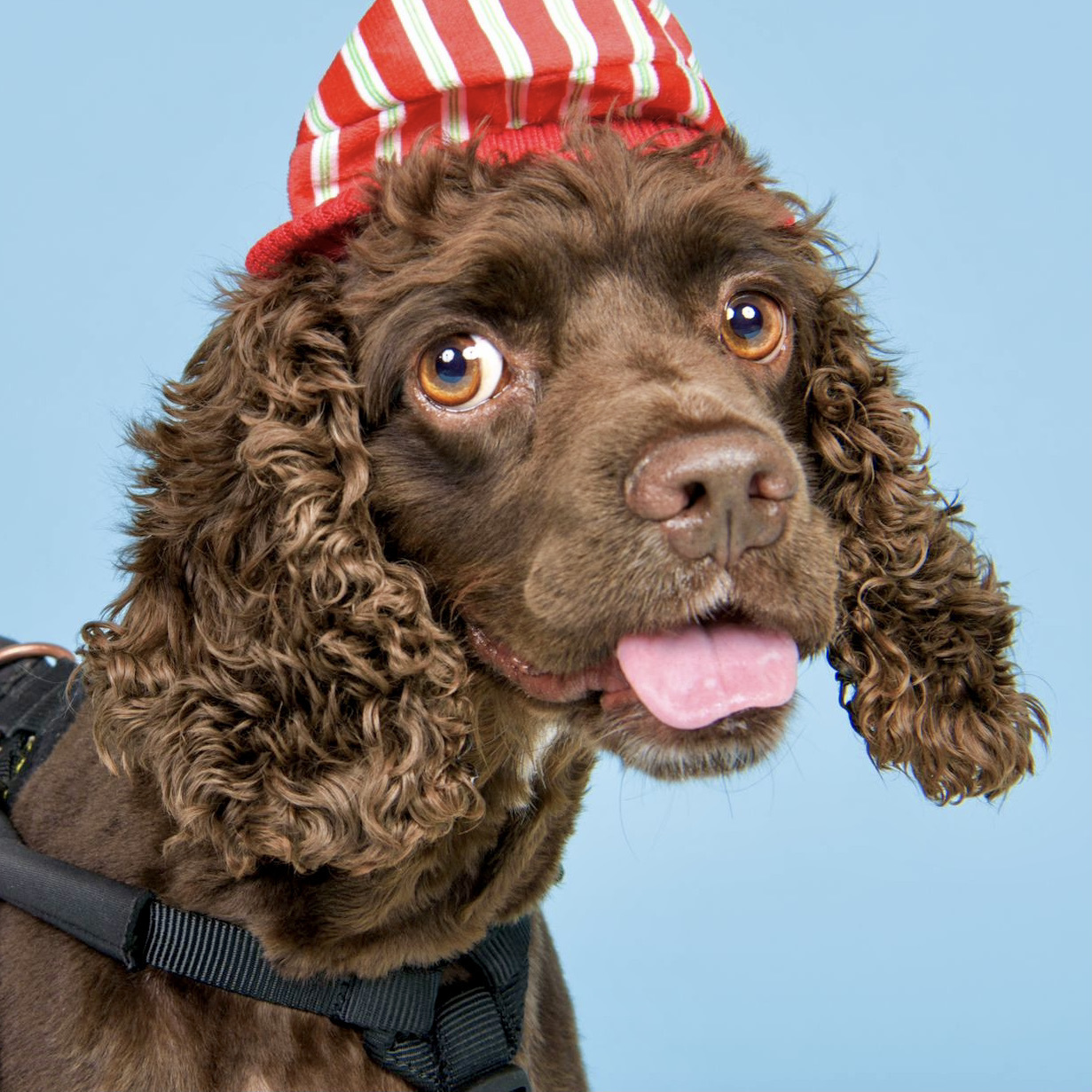 Dog For Adoption Hershey A Cocker Spaniel In Sherman Oaks Ca