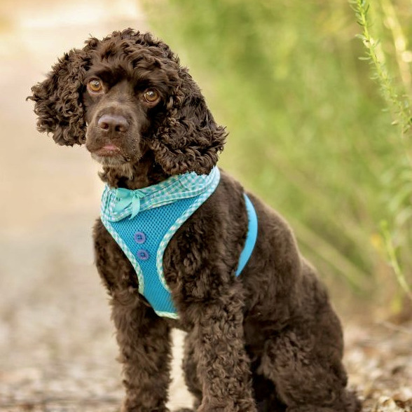 Dog For Adoption Hershey A Cocker Spaniel In Sherman Oaks Ca