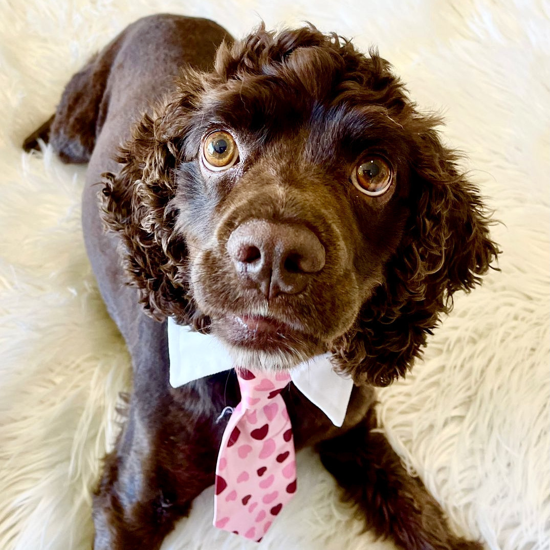 Dog For Adoption Hershey A Cocker Spaniel In Sherman Oaks Ca