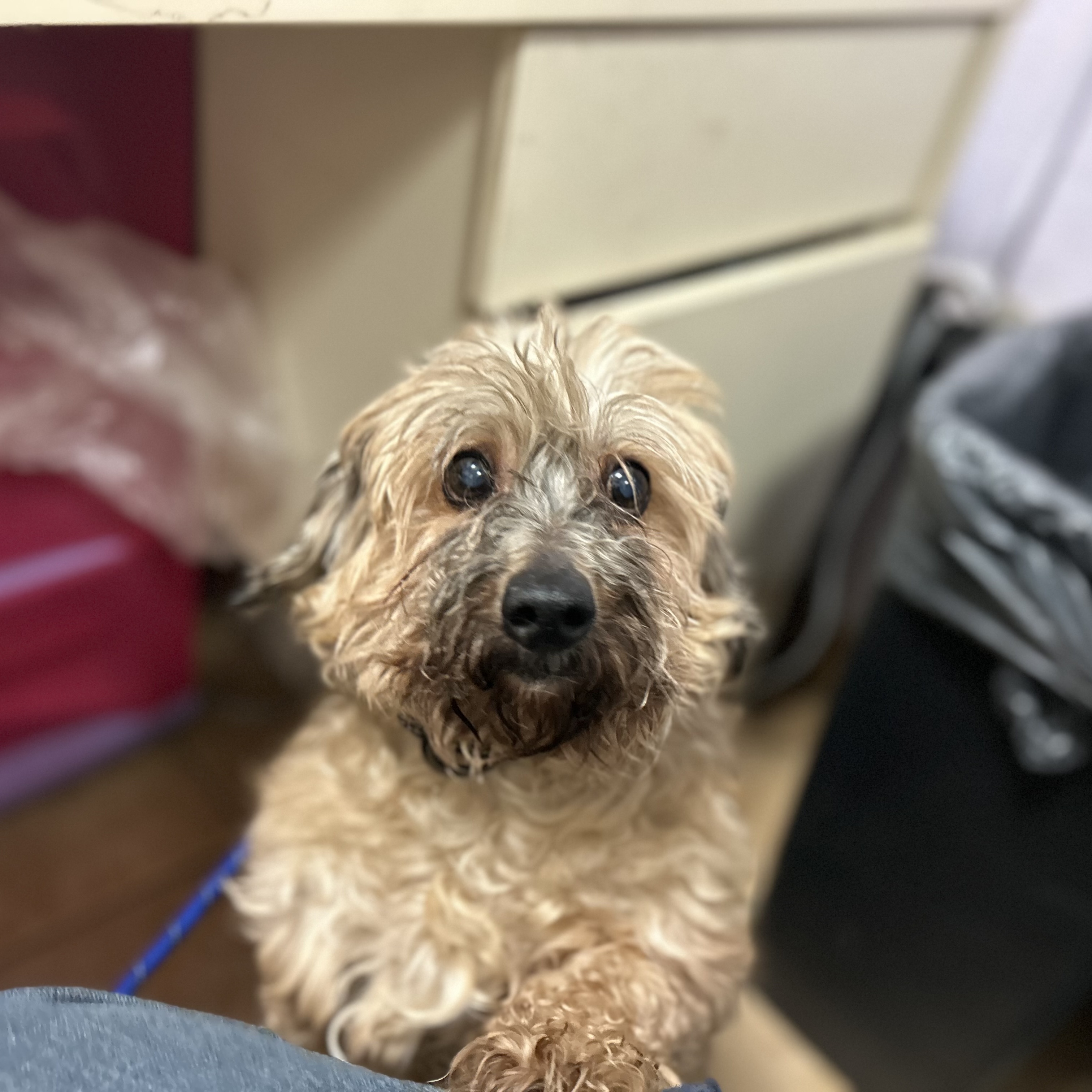 Dog For Adoption Simba A Havanese And Wirehaired Dachshund Mix In Oak