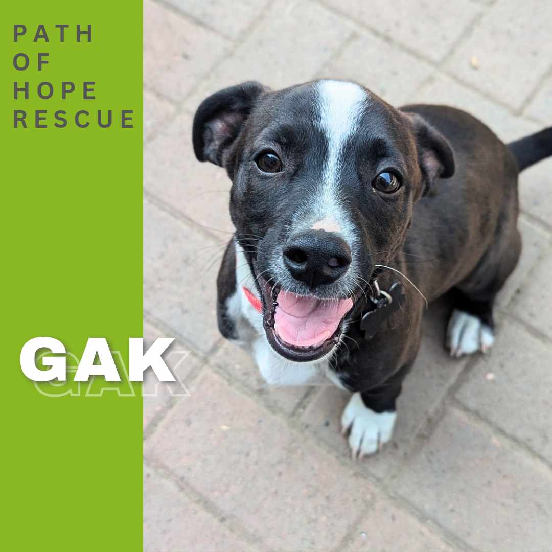 Dog For Adoption Gak A Mixed Breed In Bonners Ferry Id Petfinder