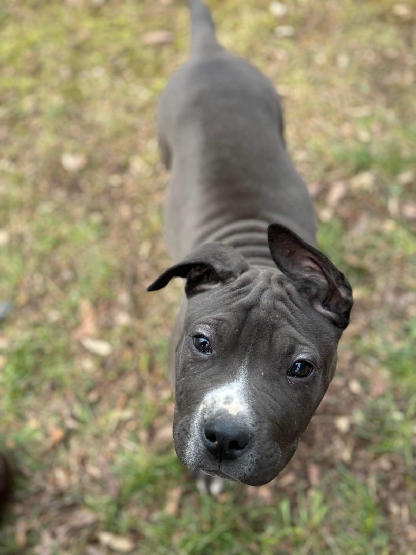 Dog For Adoption Daisy May And Keiran An American Bully And Boxer Mix In