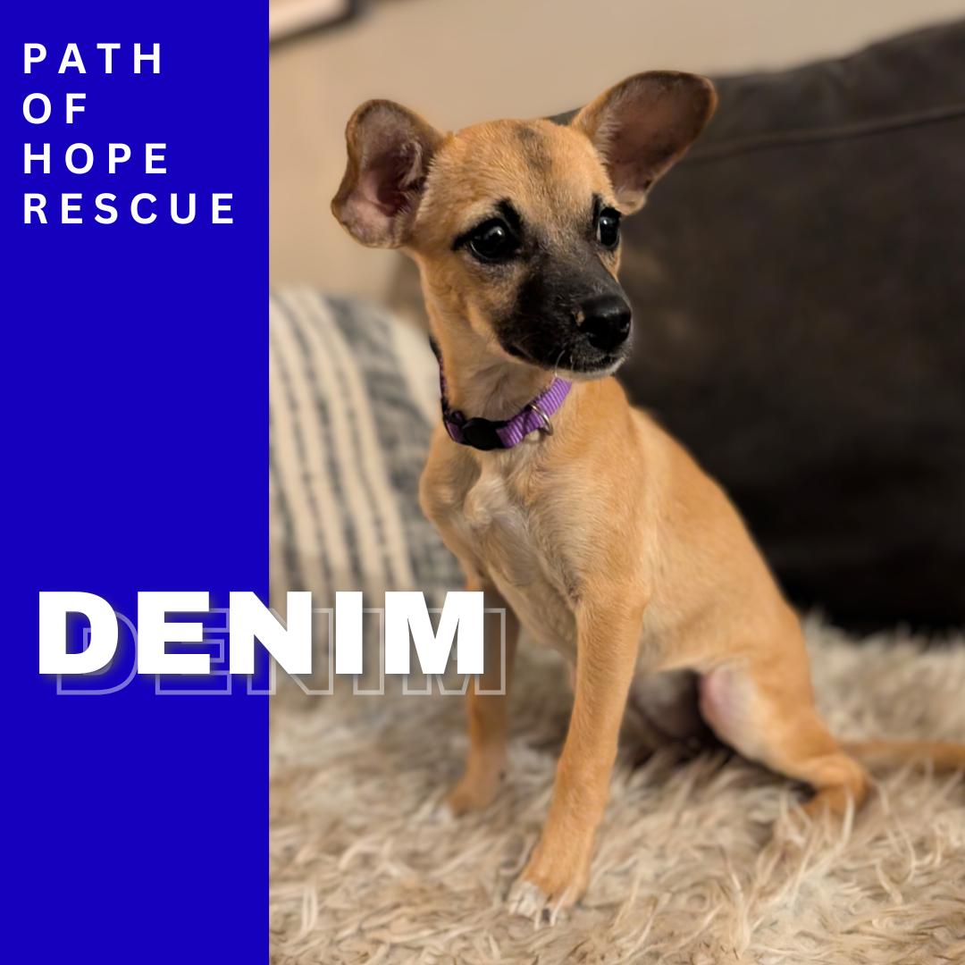 Dog For Adoption Denim A Chihuahua Mix In Bonners Ferry Id Petfinder