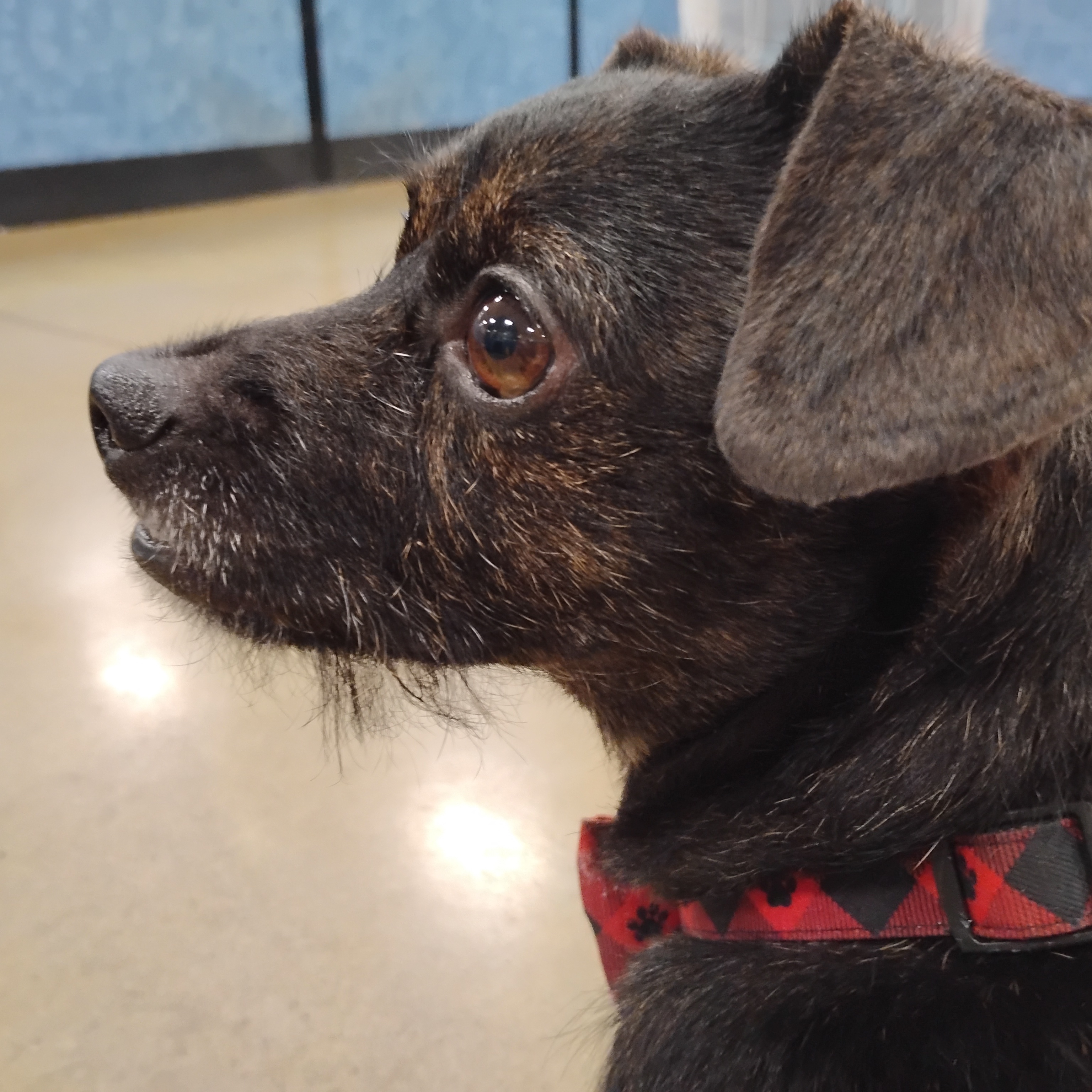 Dog For Adoption Riggs A Wirehaired Terrier And Pug Mix In Tulsa Ok