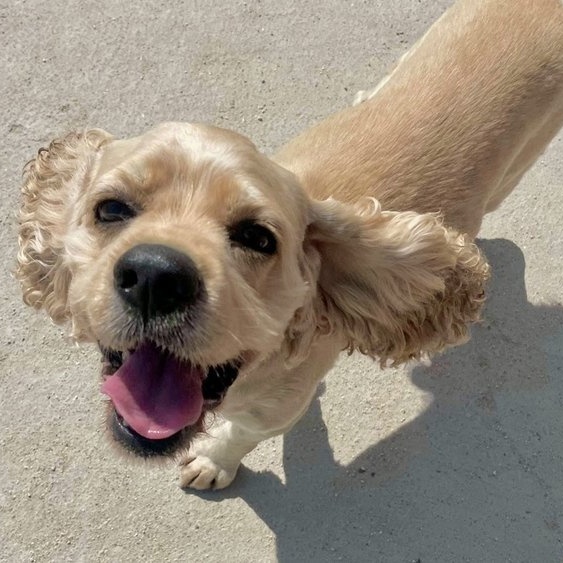 Dog For Adoption Bongo A Cocker Spaniel In Sherman Oaks Ca Petfinder