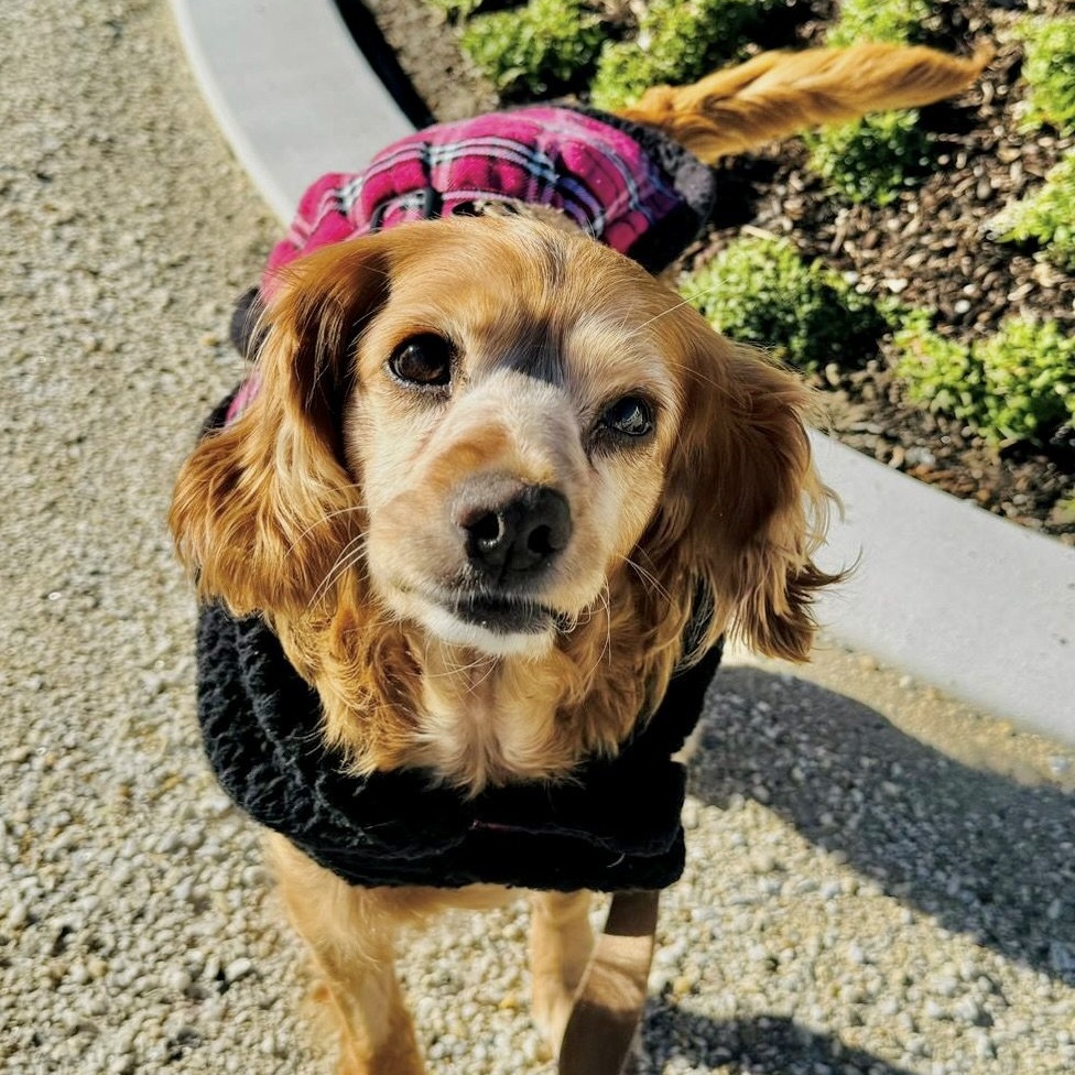 Dog For Adoption Elsa A Cocker Spaniel In Sherman Oaks Ca Petfinder