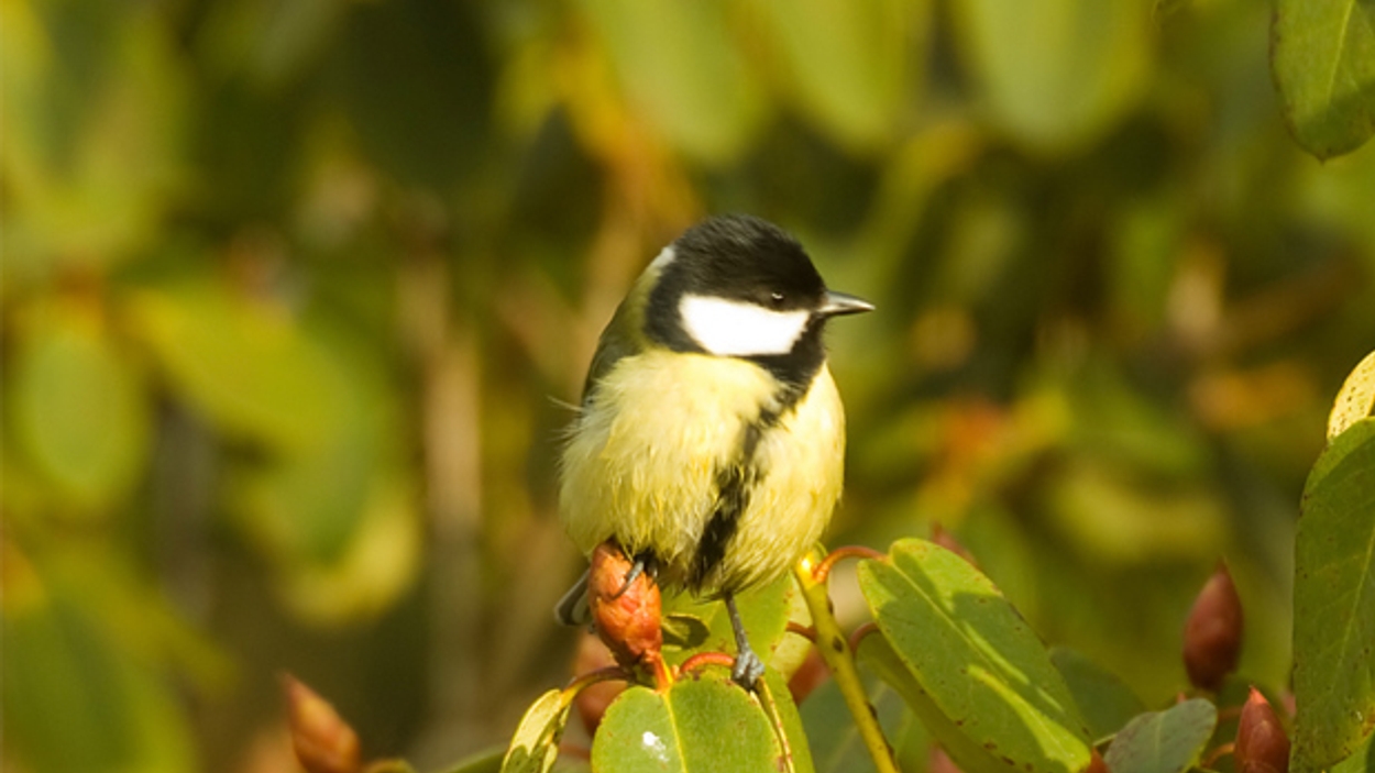 Knappe Koolmees Krijgt Gezondere Jongen Vroege Vogels Bnnvara