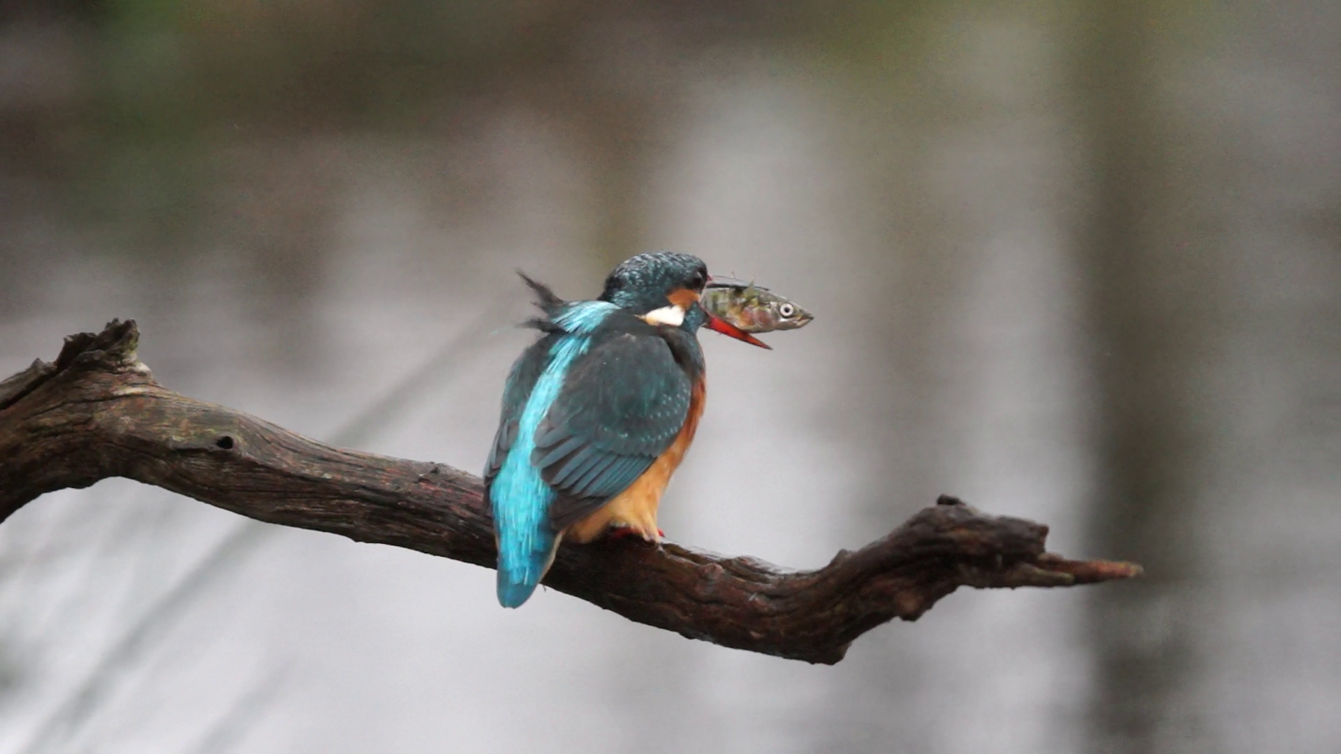 Zelf Geschoten Ijsvogel Vroege Vogels Bnnvara