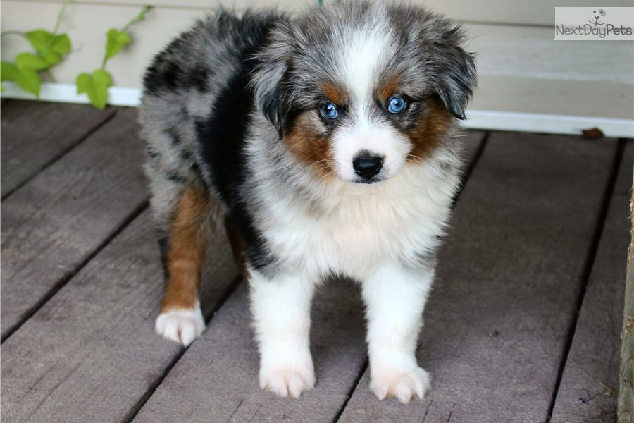 Bonnie Miniature Australian Shepherd Puppy For Adoption Near Dallas